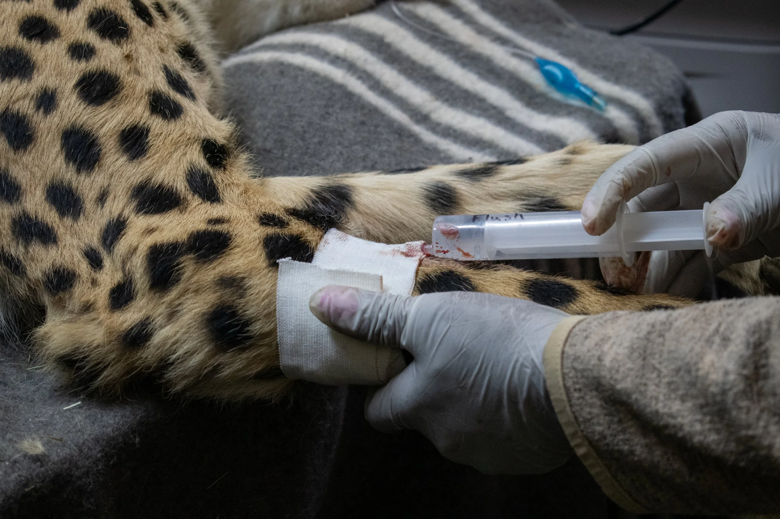 Cheetahs In India — Experience Wildlife