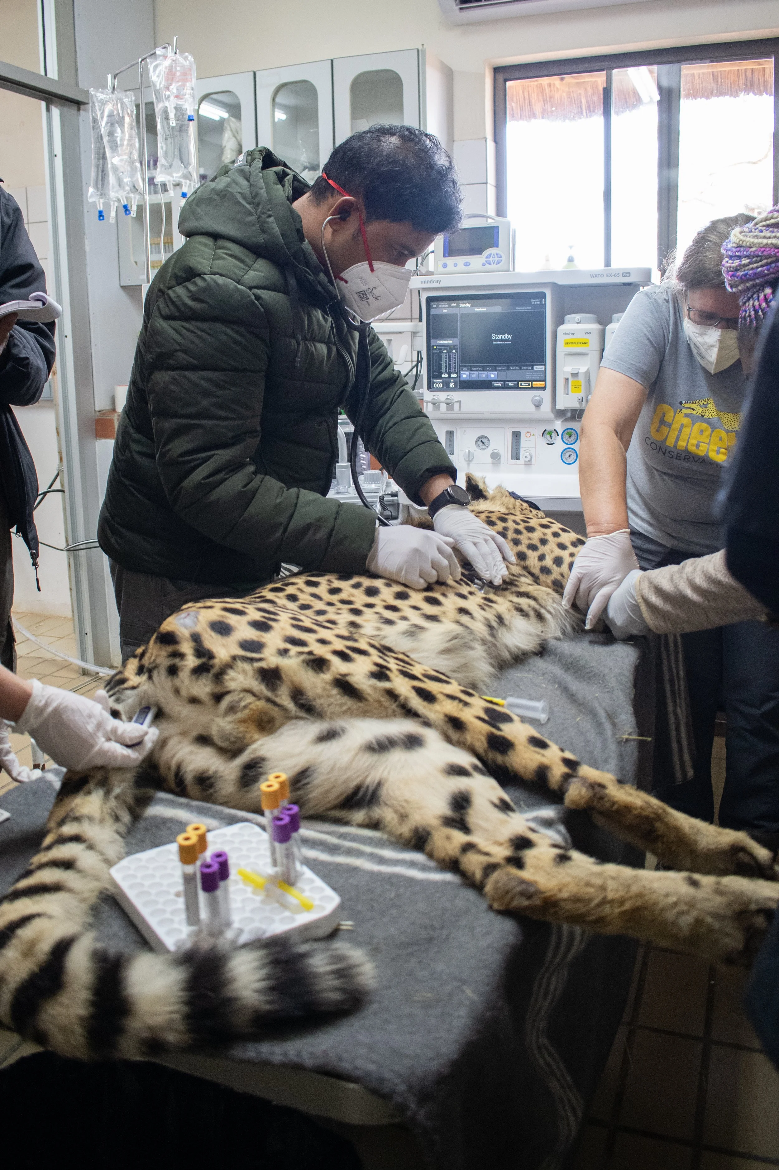 Cheetahs In India — Experience Wildlife