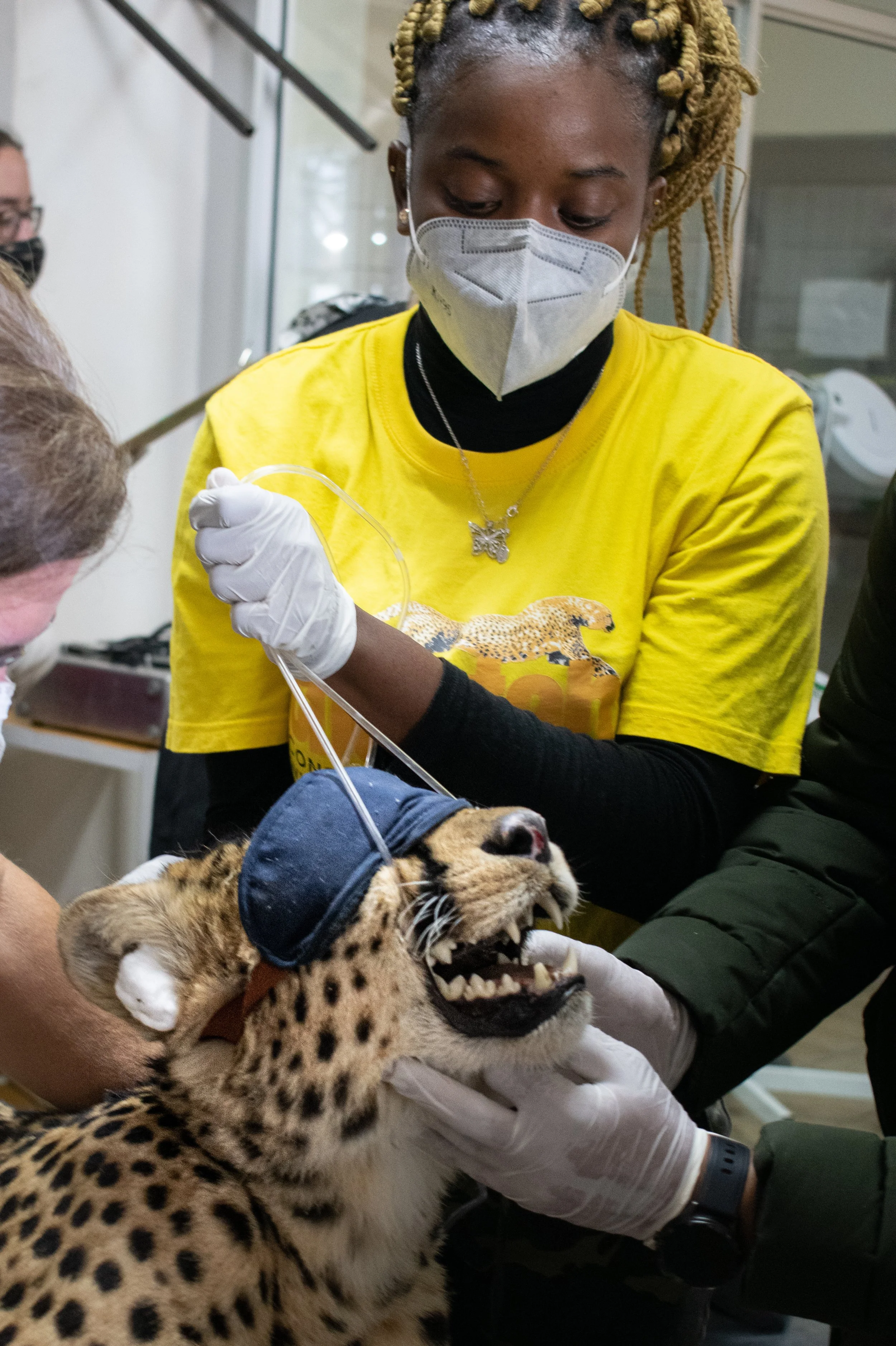 Cheetahs In India — Experience Wildlife