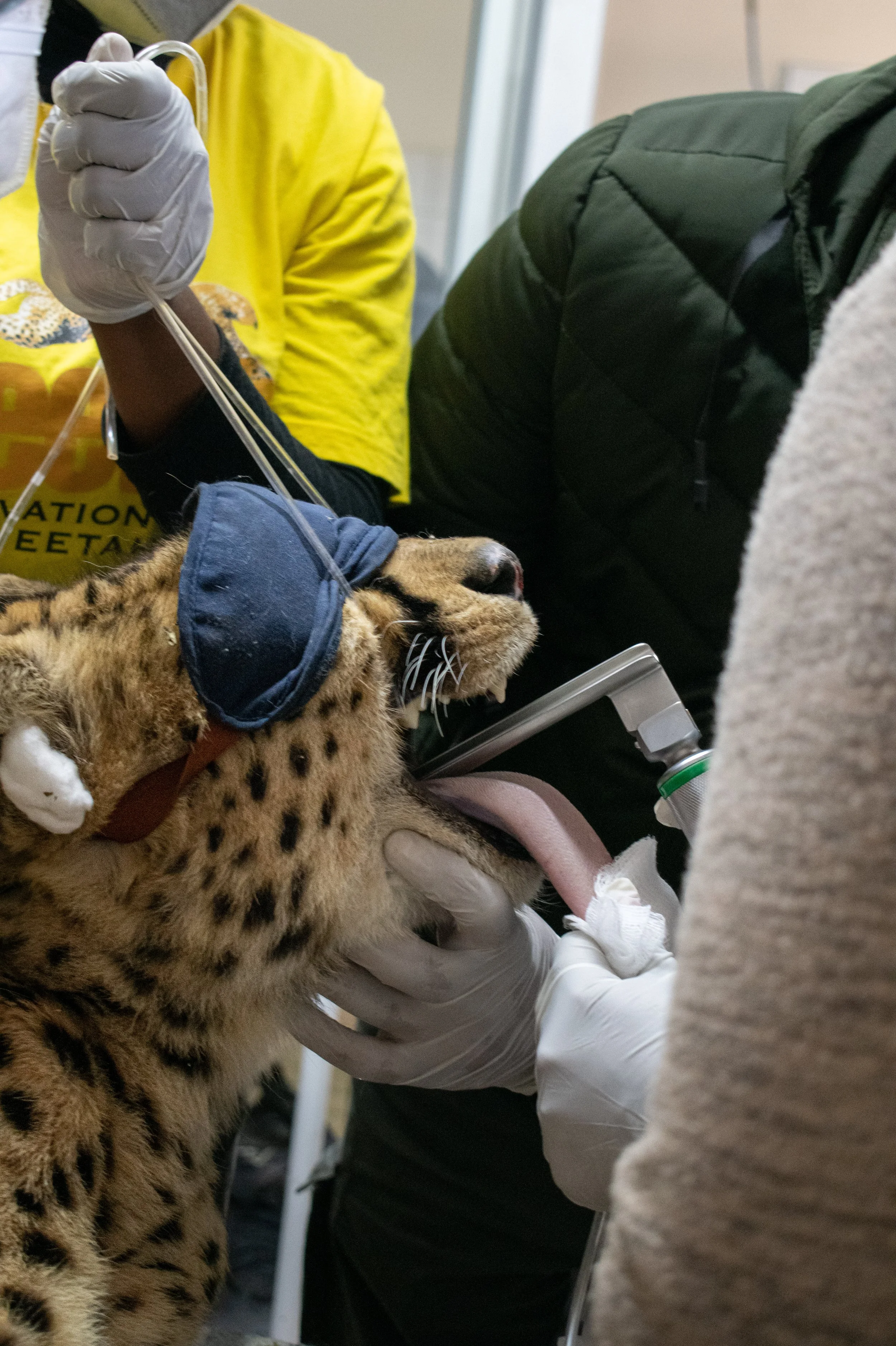 Cheetahs In India — Experience Wildlife