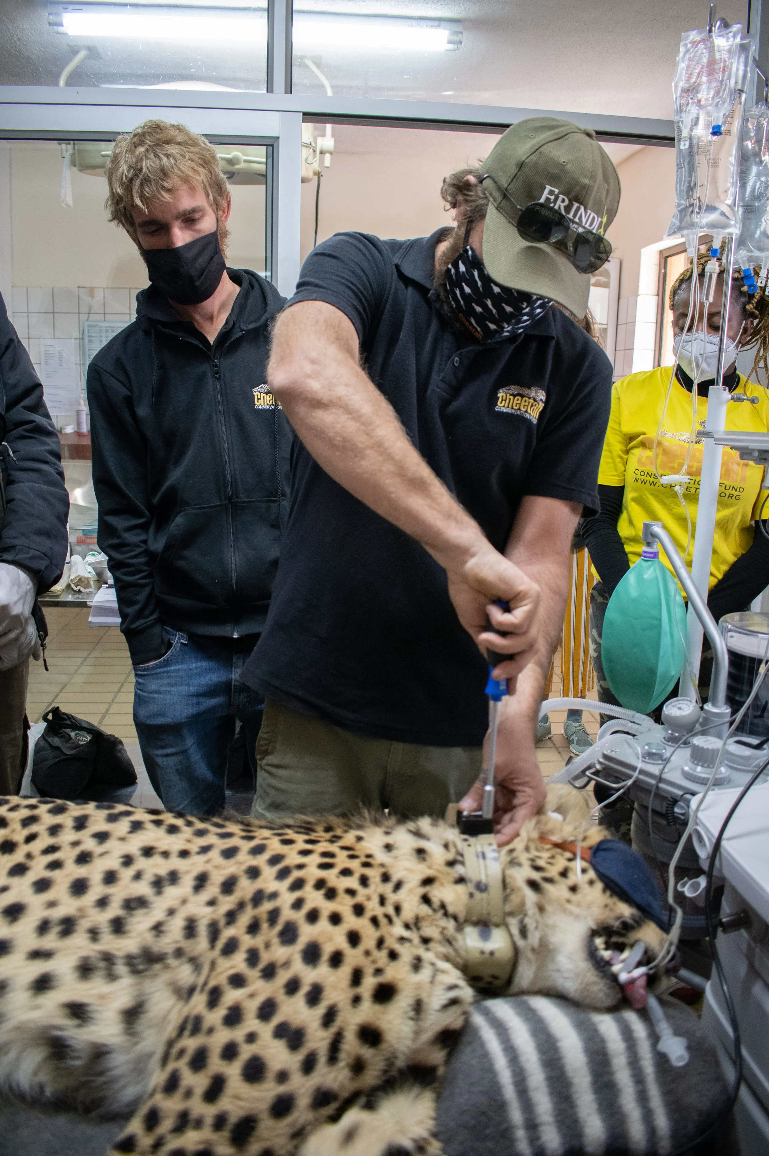 Cheetahs In India — Experience Wildlife