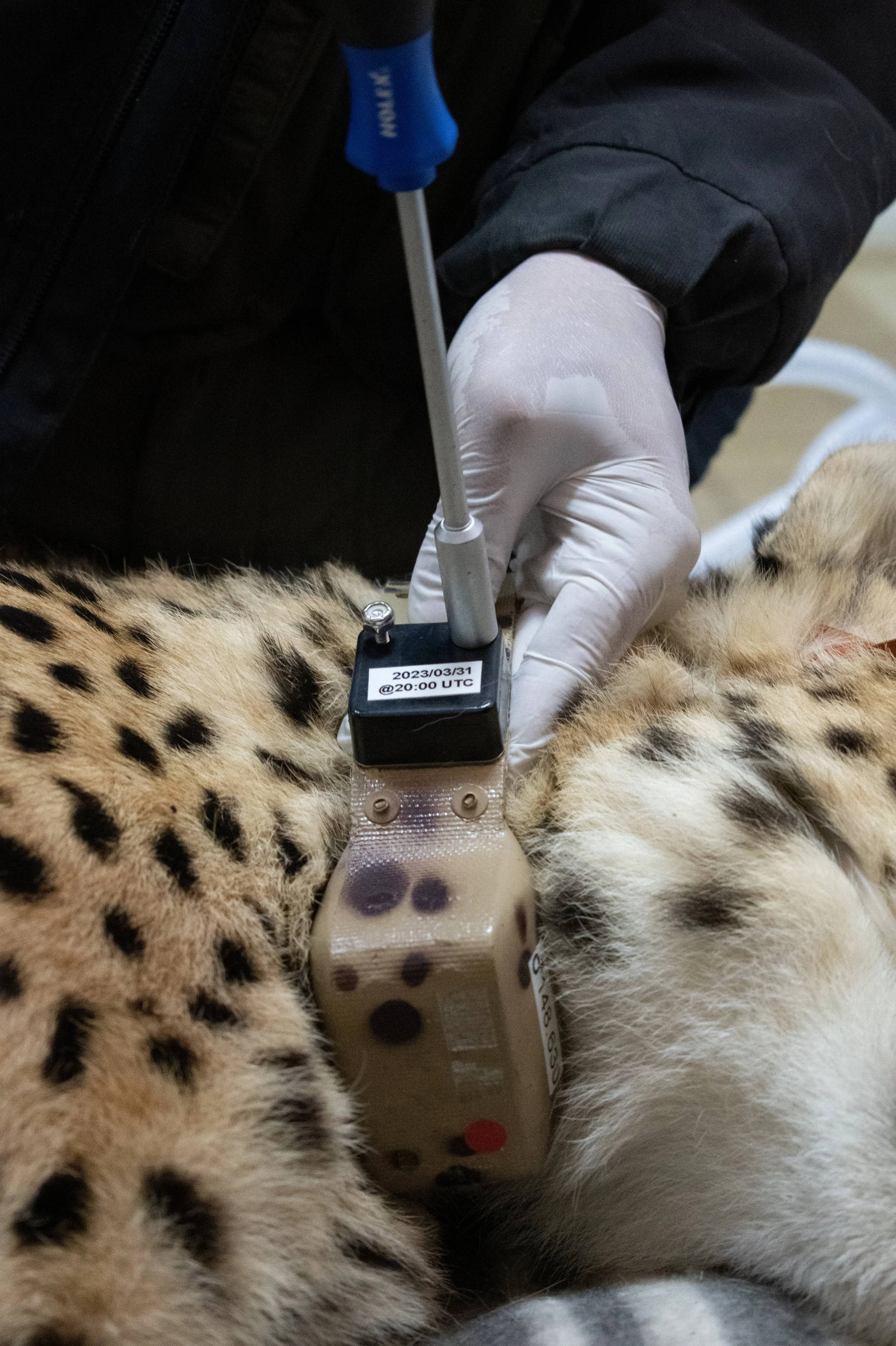 Cheetahs In India — Experience Wildlife