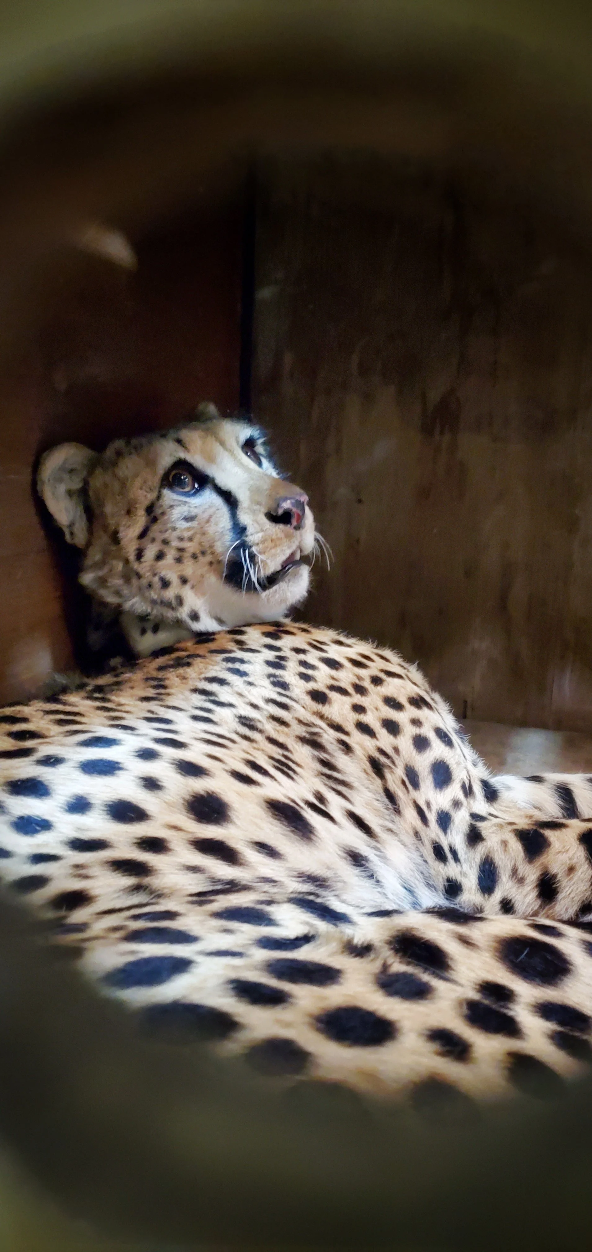 Cheetahs In India — Experience Wildlife