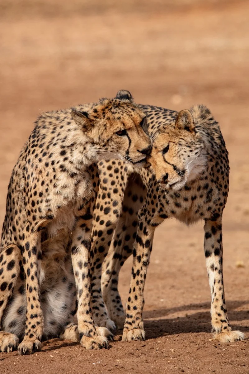 Cheetahs In India — Experience Wildlife
