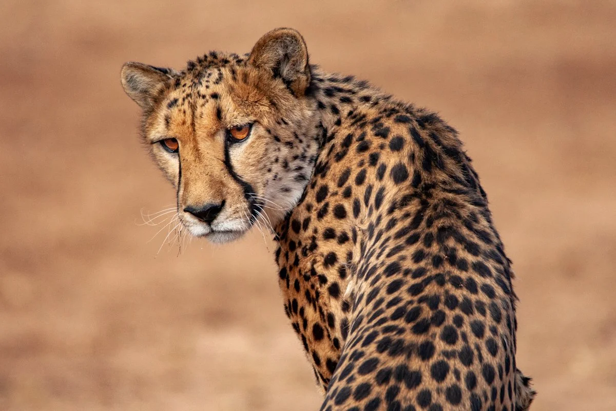 Cheetahs In India — Experience Wildlife