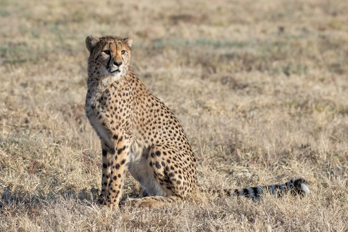 Cheetahs In India — Experience Wildlife