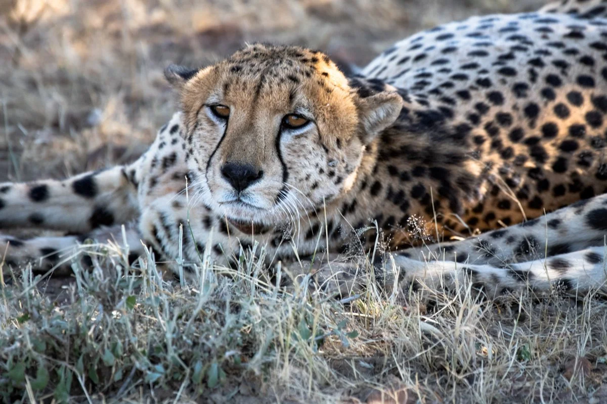 Cheetahs In India — Experience Wildlife
