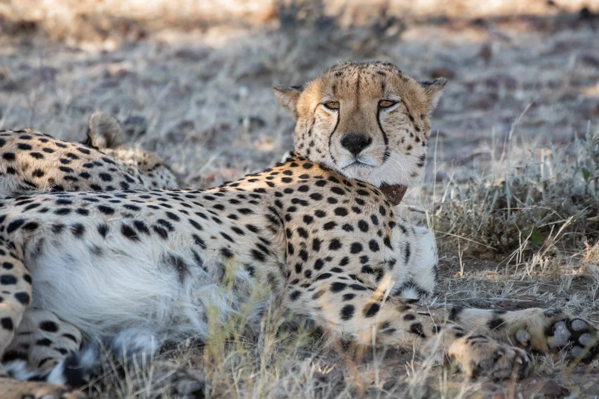 Cheetahs In India — Experience Wildlife