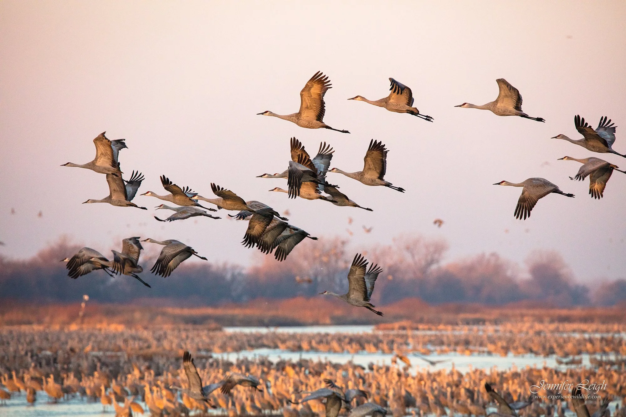 Nebraska – Sandhill Crane Migration 2026 — Experience Wildlife