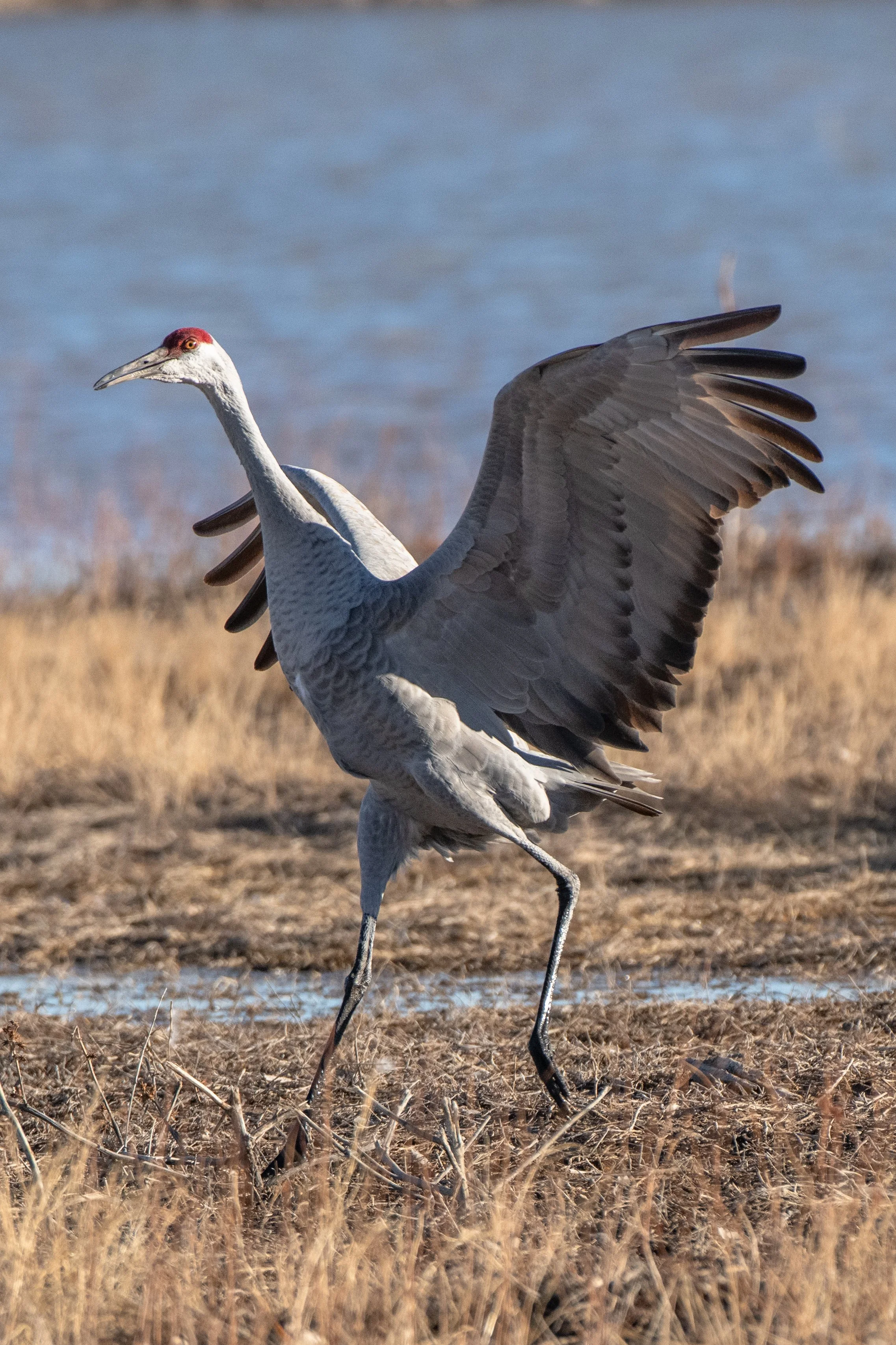 Nebraska – Sandhill Crane Migration — Experience Wildlife