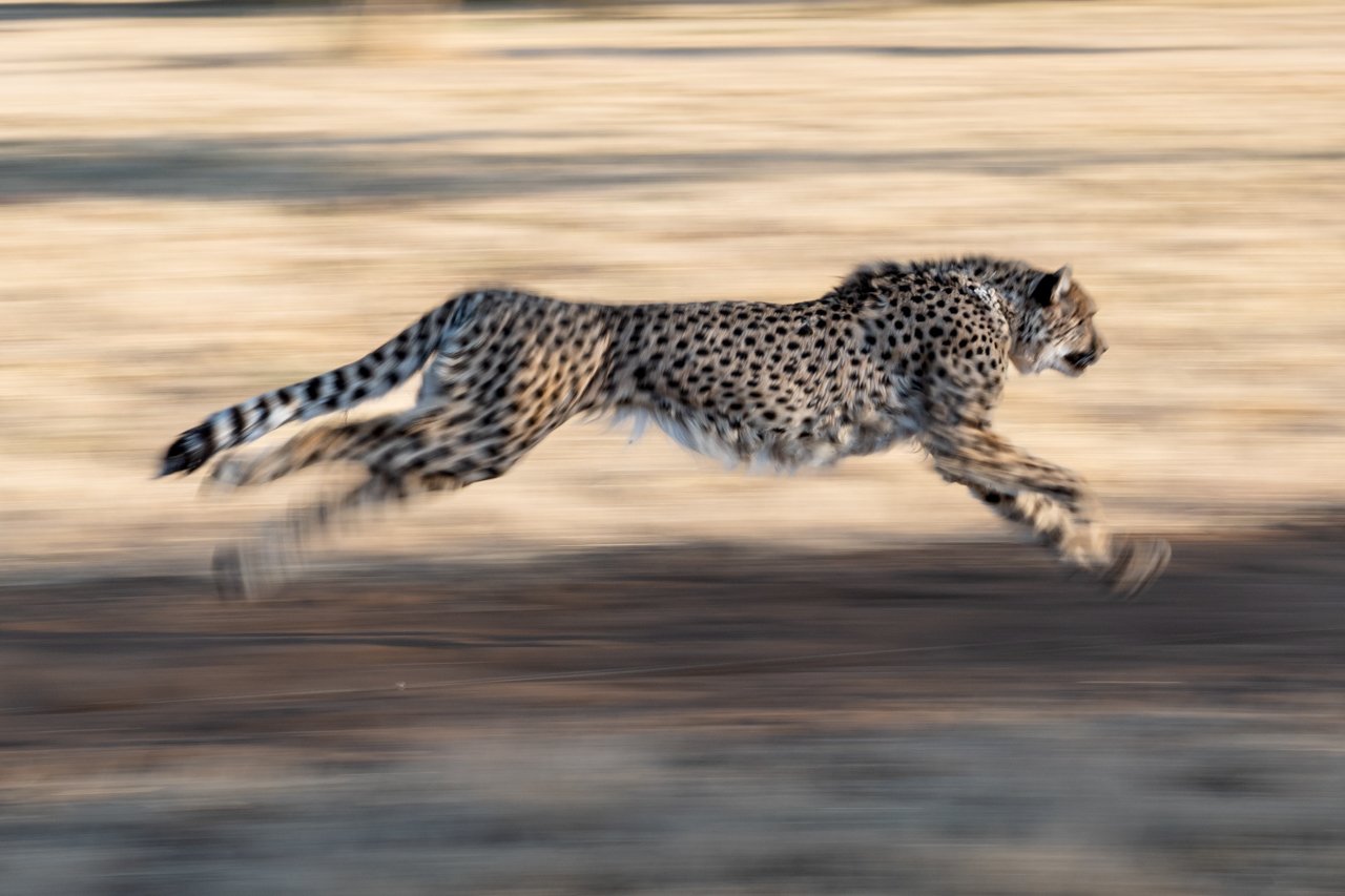 Cheetah Conservation Fund - Tonge Out — Experience Wildlife Cheetah Conservation Fund - Tonge Out — Experience Wildlife