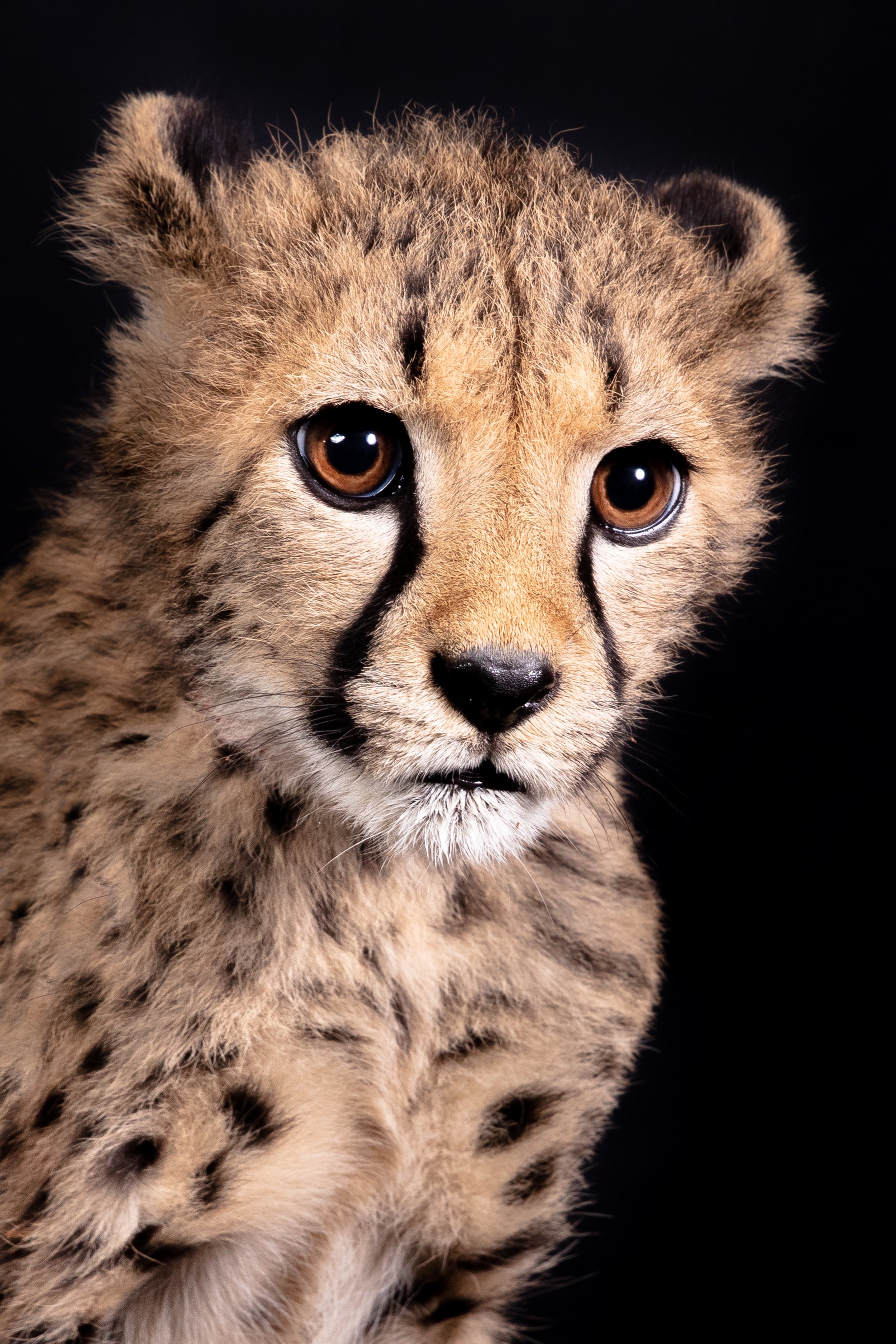 Cheetah Conservation Fund - Tonge Out — Experience Wildlife Cheetah Conservation Fund - Tonge Out — Experience Wildlife