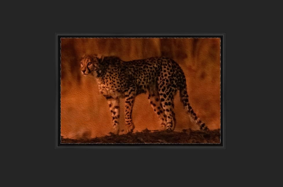 Cheetah Conservation Fund Outrunning Extinction — Experience Wildlife Cheetah Conservation Fund Outrunning Extinction — Experience Wildlife