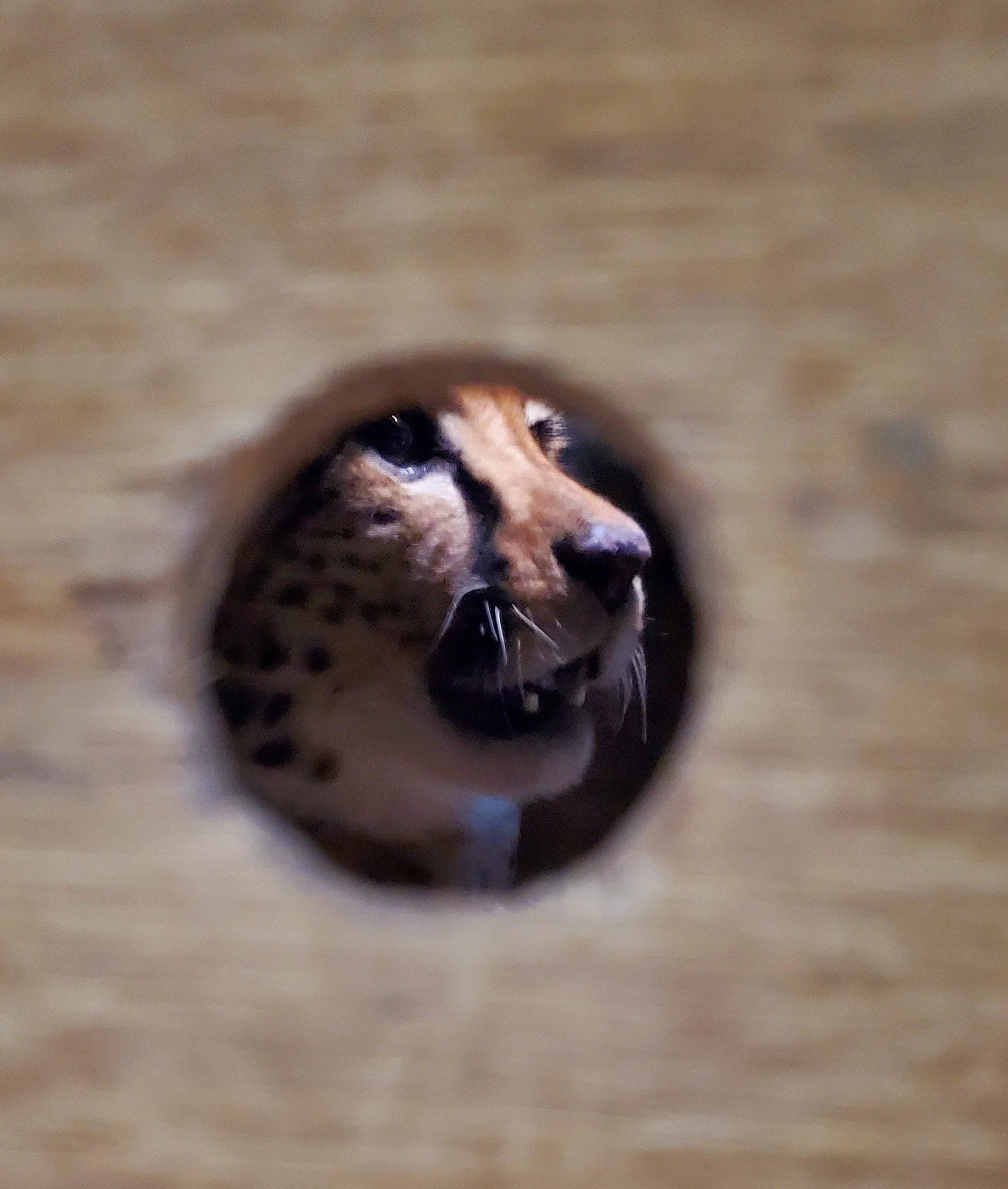 Meet Jennifer Leigh Warner — Experience Wildlife