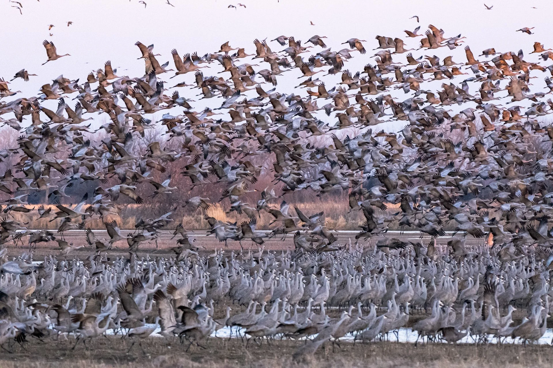 Wildside Nature Tours Sandhill Crane Migration Workshop Trip Report ...
