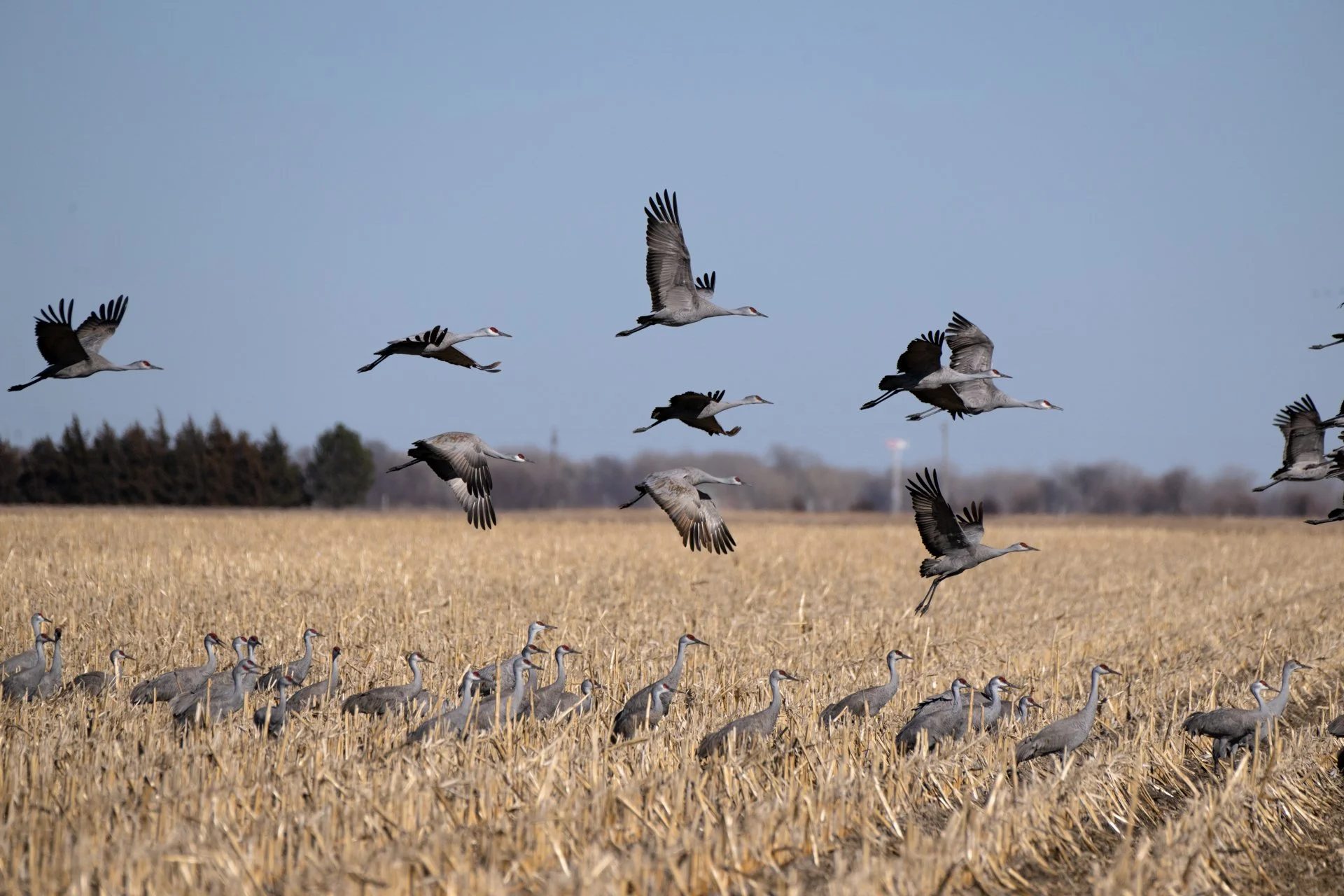 Wildside Nature Tours Sandhill Crane Migration Workshop Trip Report ...