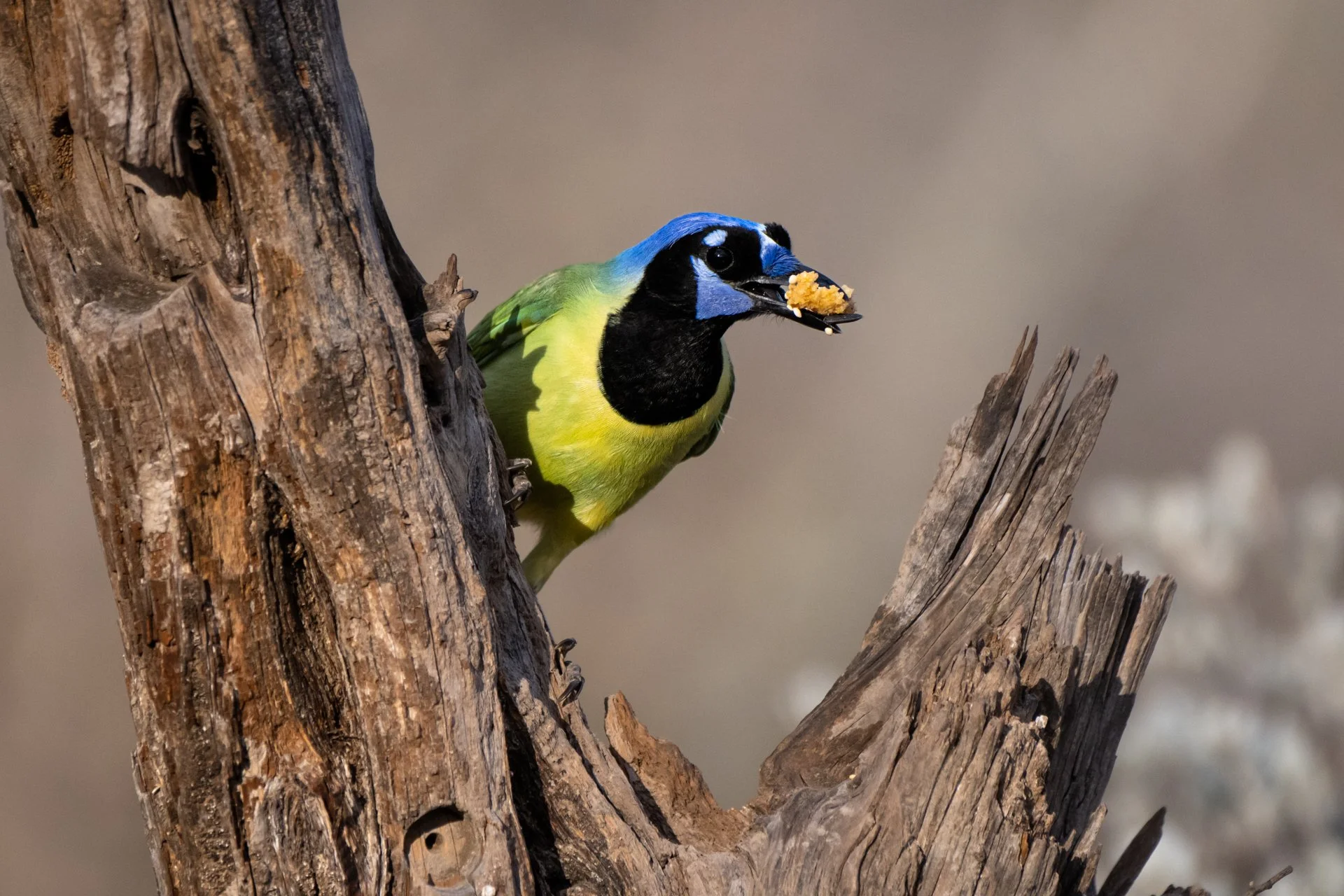 Education — Experience Wildlife