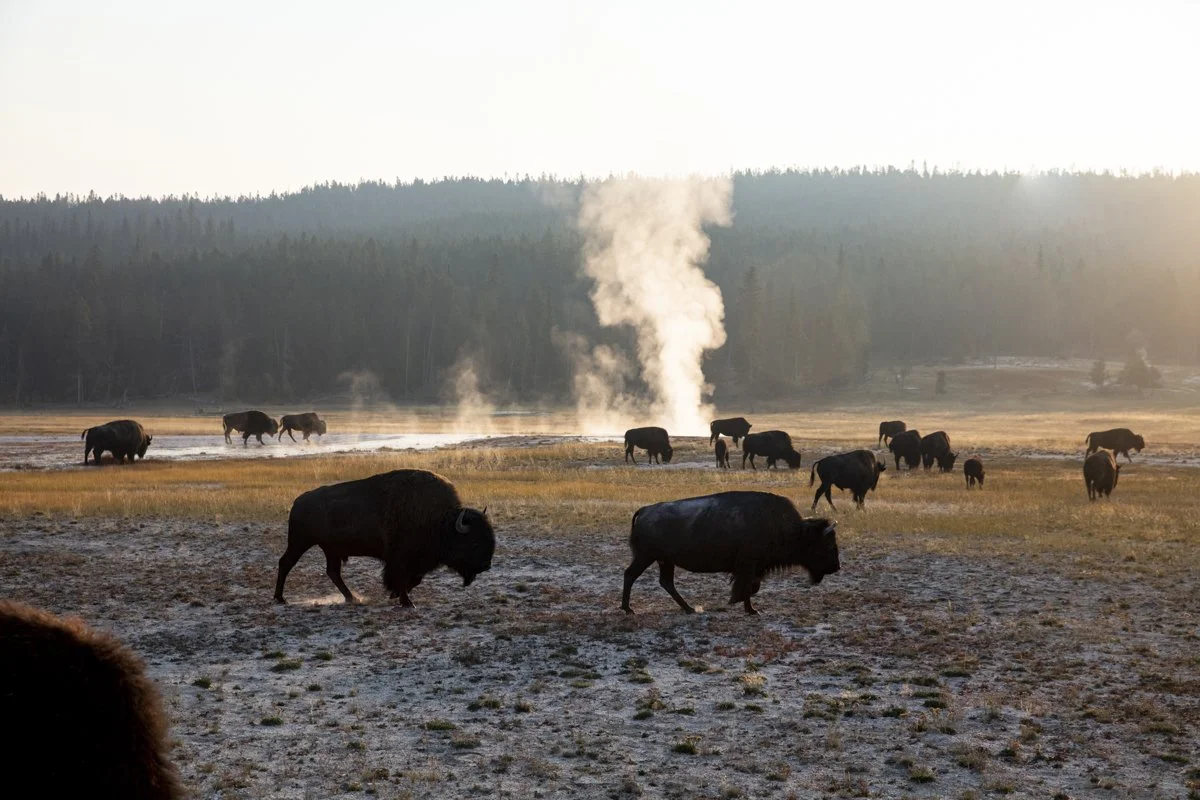 YELLOWSTONE: Spring Photography — Experience Wildlife