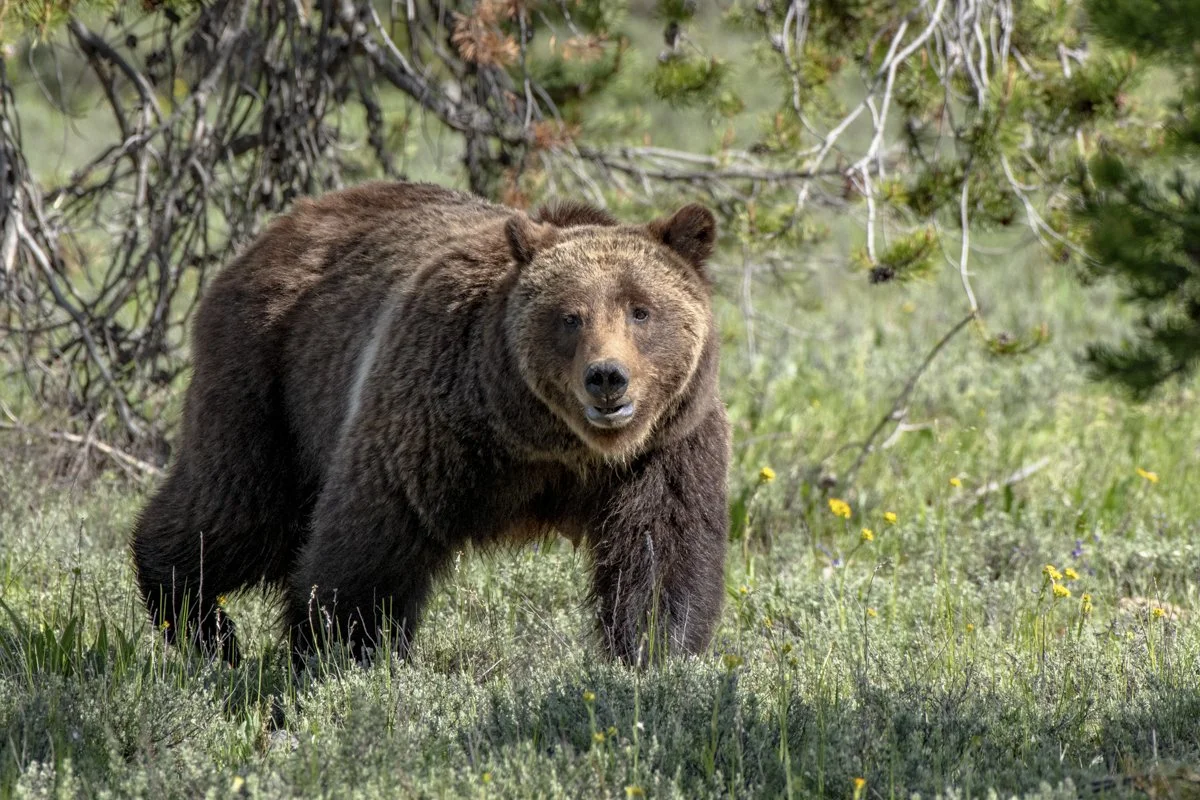 YELLOWSTONE: Spring Photography — Experience Wildlife