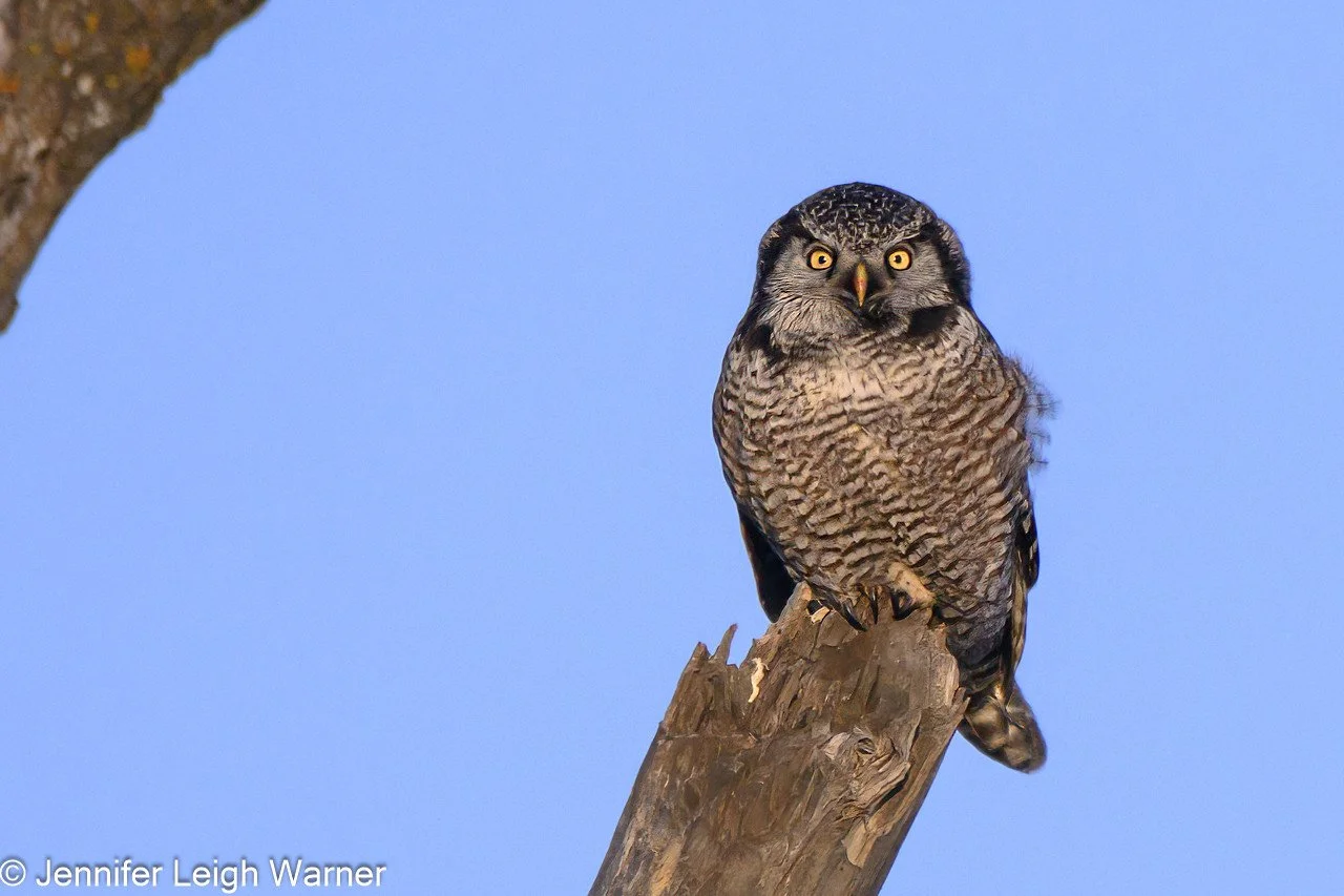MINNESOTA: Photographing Owls — Experience Wildlife