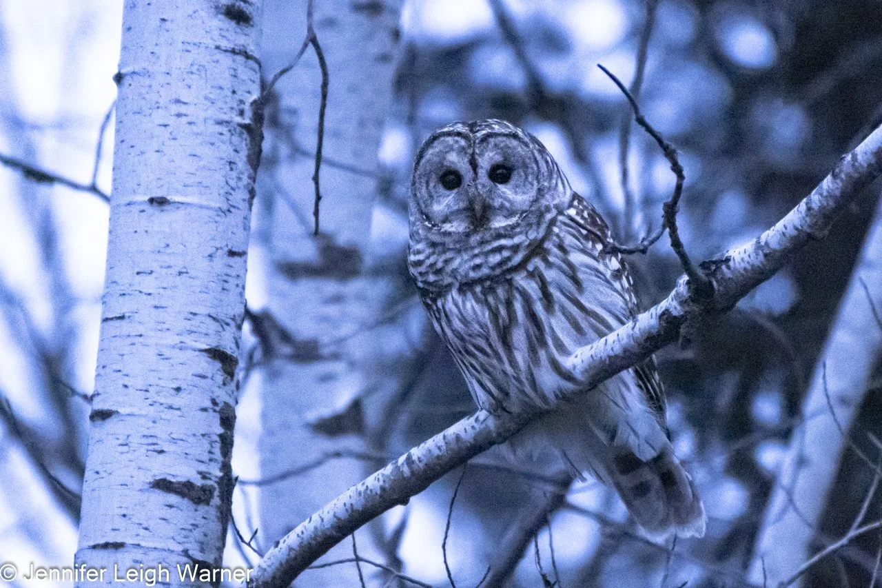 Owls and Winter Birds of Sax-Zim Bog NANPA Photo Tour 2 — Experience ...