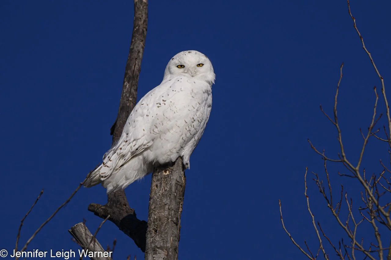Workshops & Photo Tours — Experience Wildlife