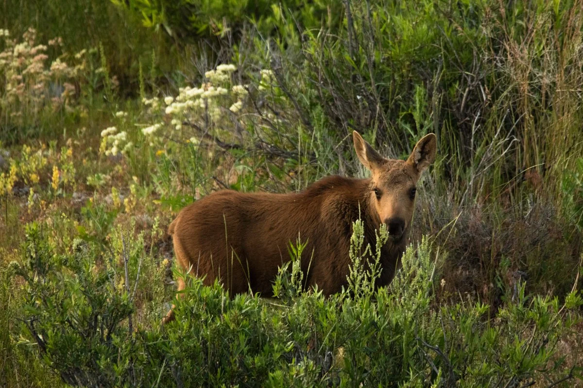 Grand Teton: Spring Wildlife Photography Tour 2025 — Experience Wildlife