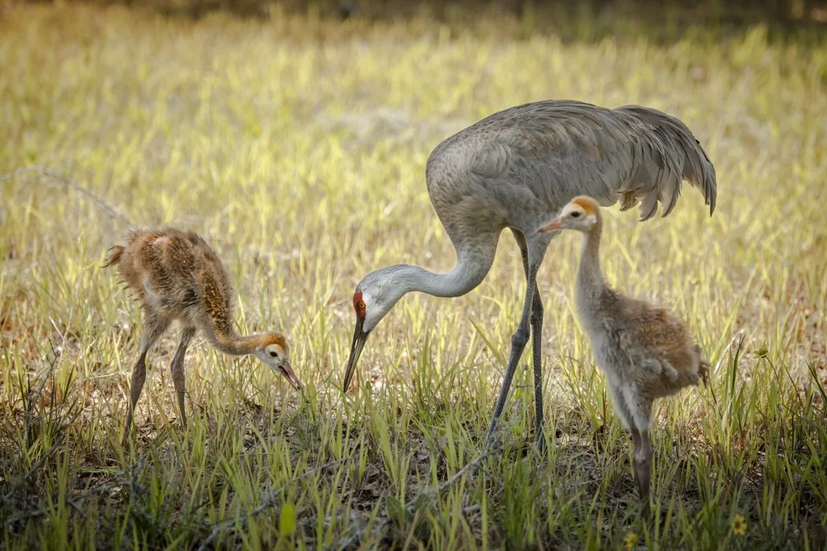 FLORIDA: Sandhill Crane Colts & Nesting Birds — Experience Wildlife
