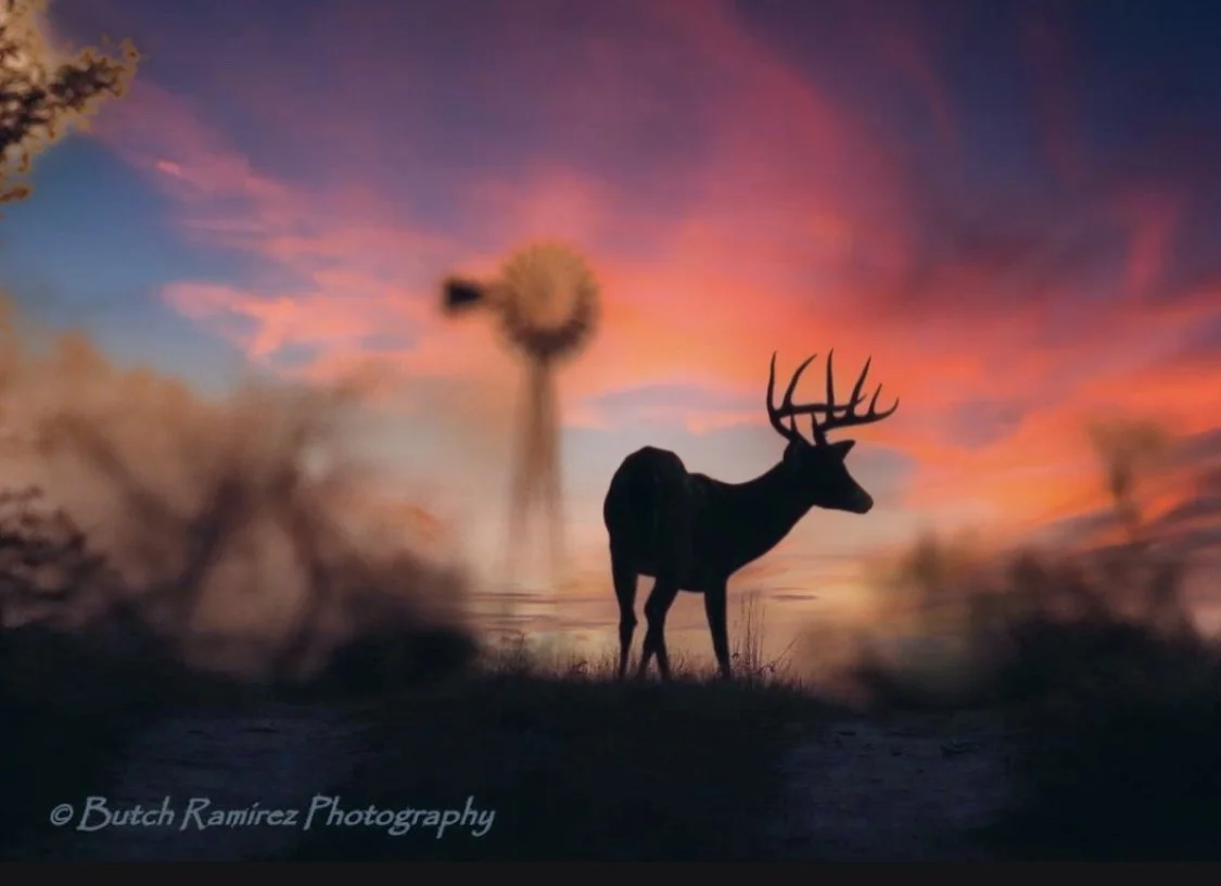 TEXAS: Big Bucks & Birds - Wildside Nature Tours — Experience Wildlife