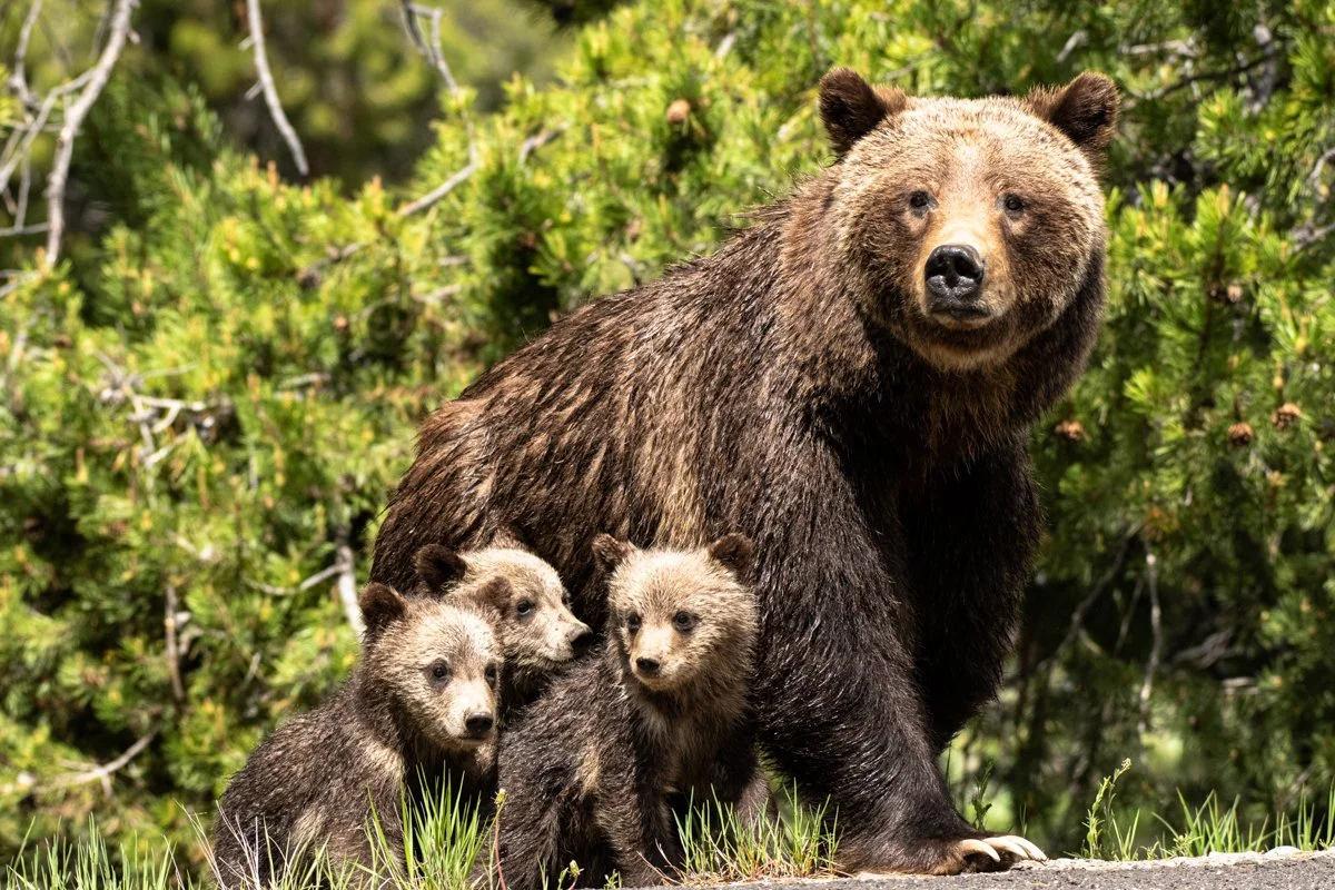 Grand Teton: Spring Wildlife Photography Tour – (Women Only ...