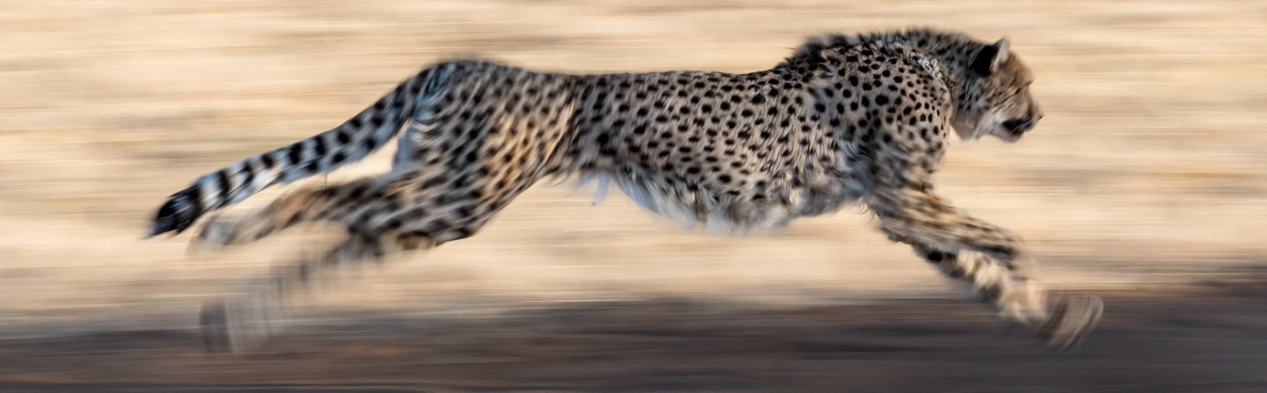 International Cheetah Day — Experience Wildlife