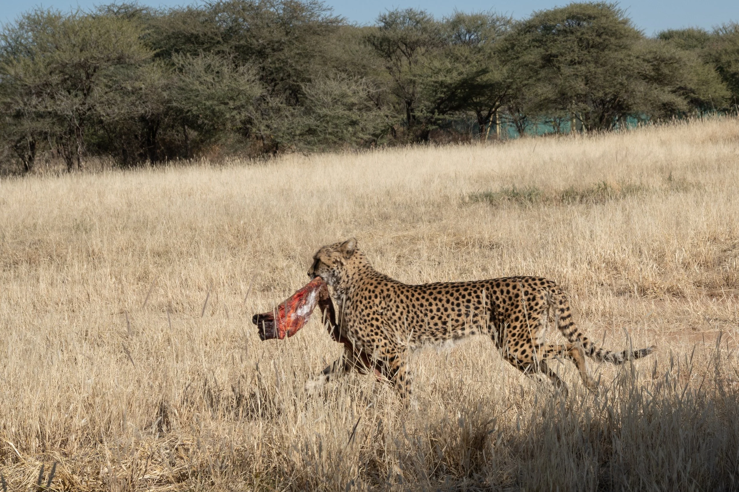 Cheetahs In India — Experience Wildlife