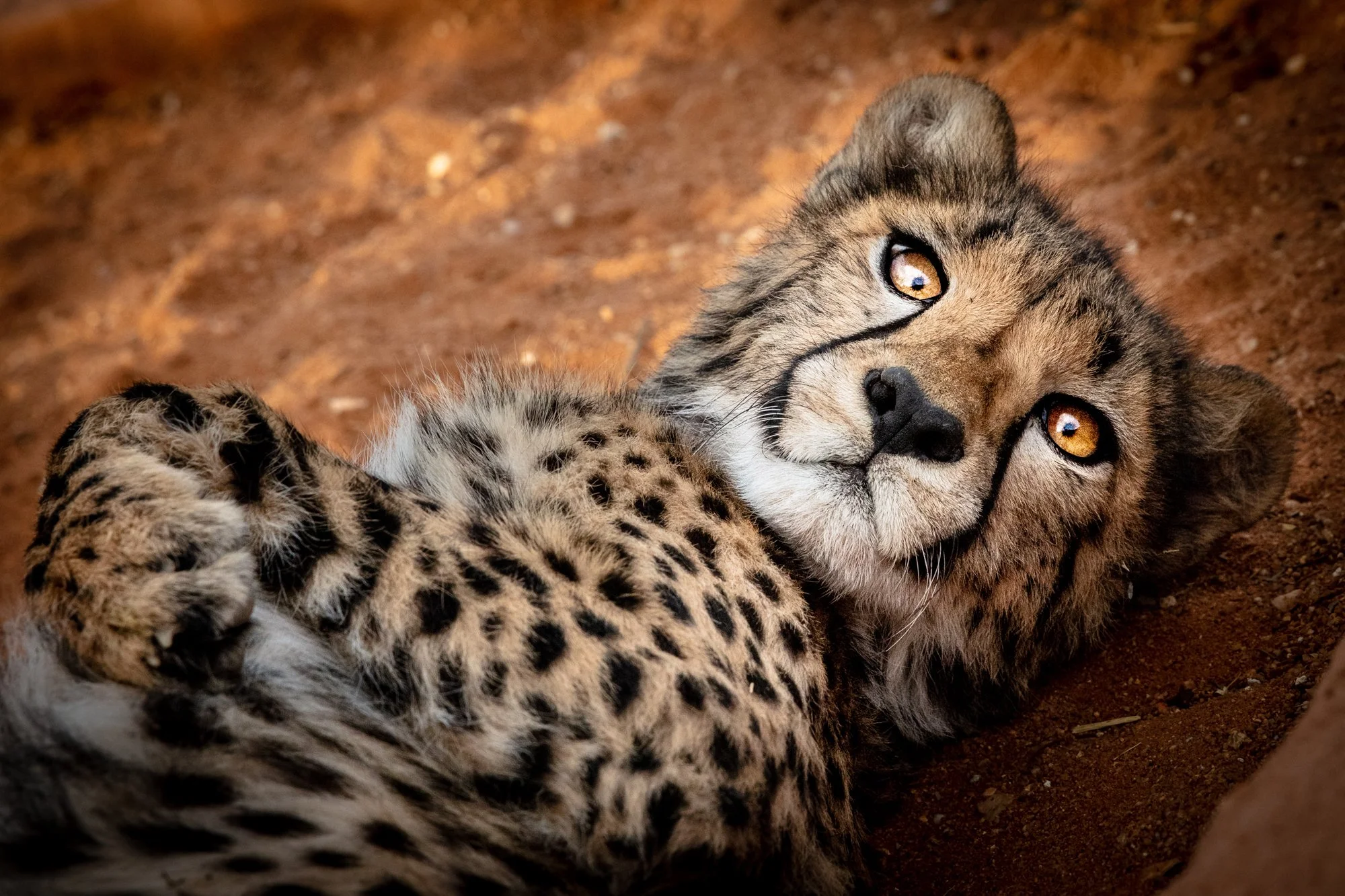 AUSTIN SHUTTERBUG CLUB - Presentation — Experience Wildlife