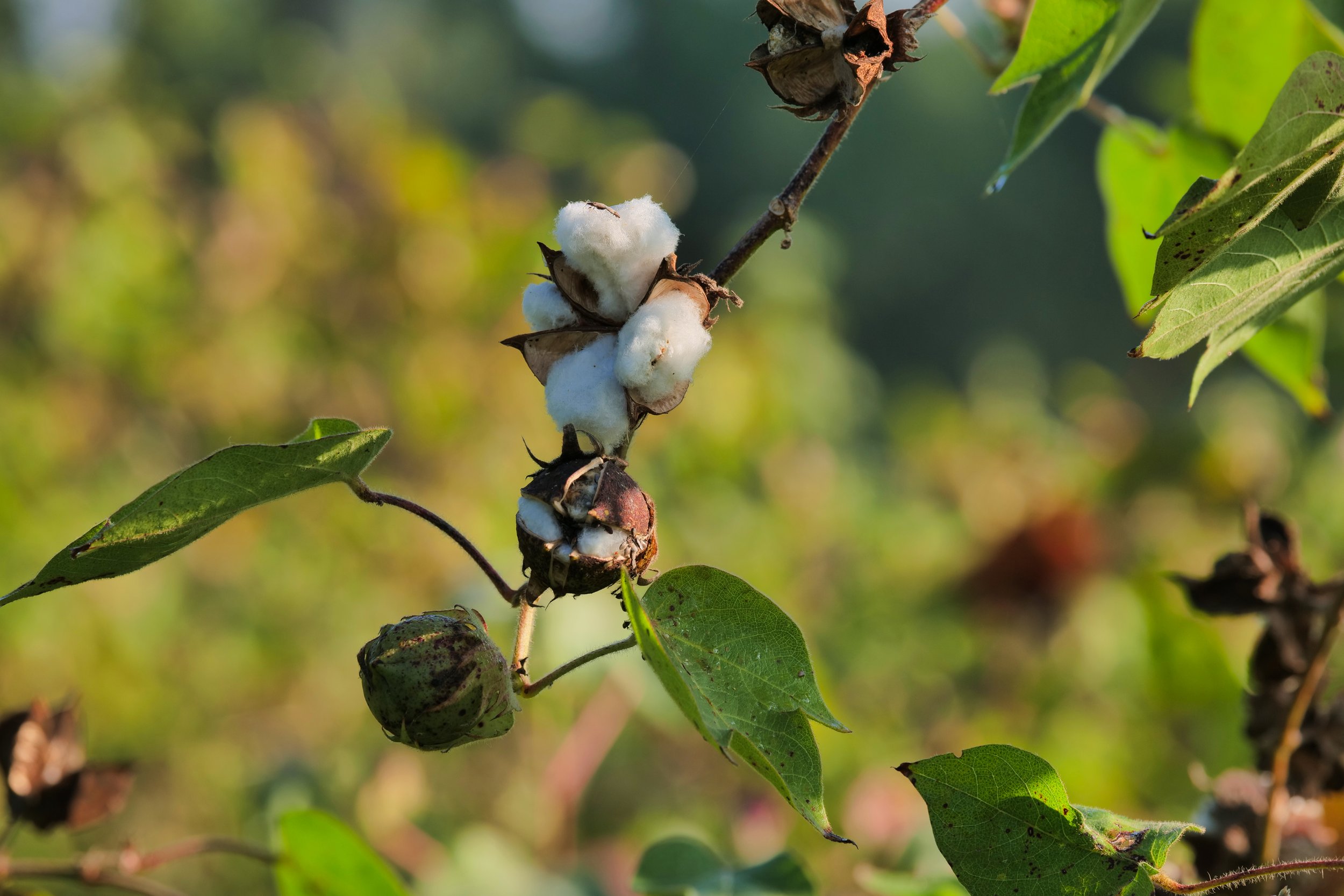 Building Resilience for Smallholder Cotton Farmers — CottonConnect
