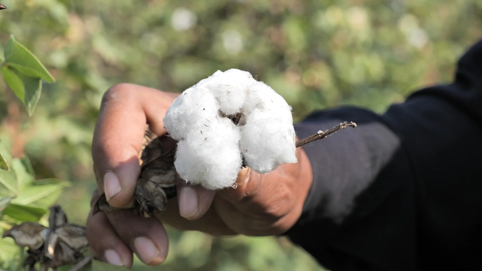 Our Impact — CottonConnect