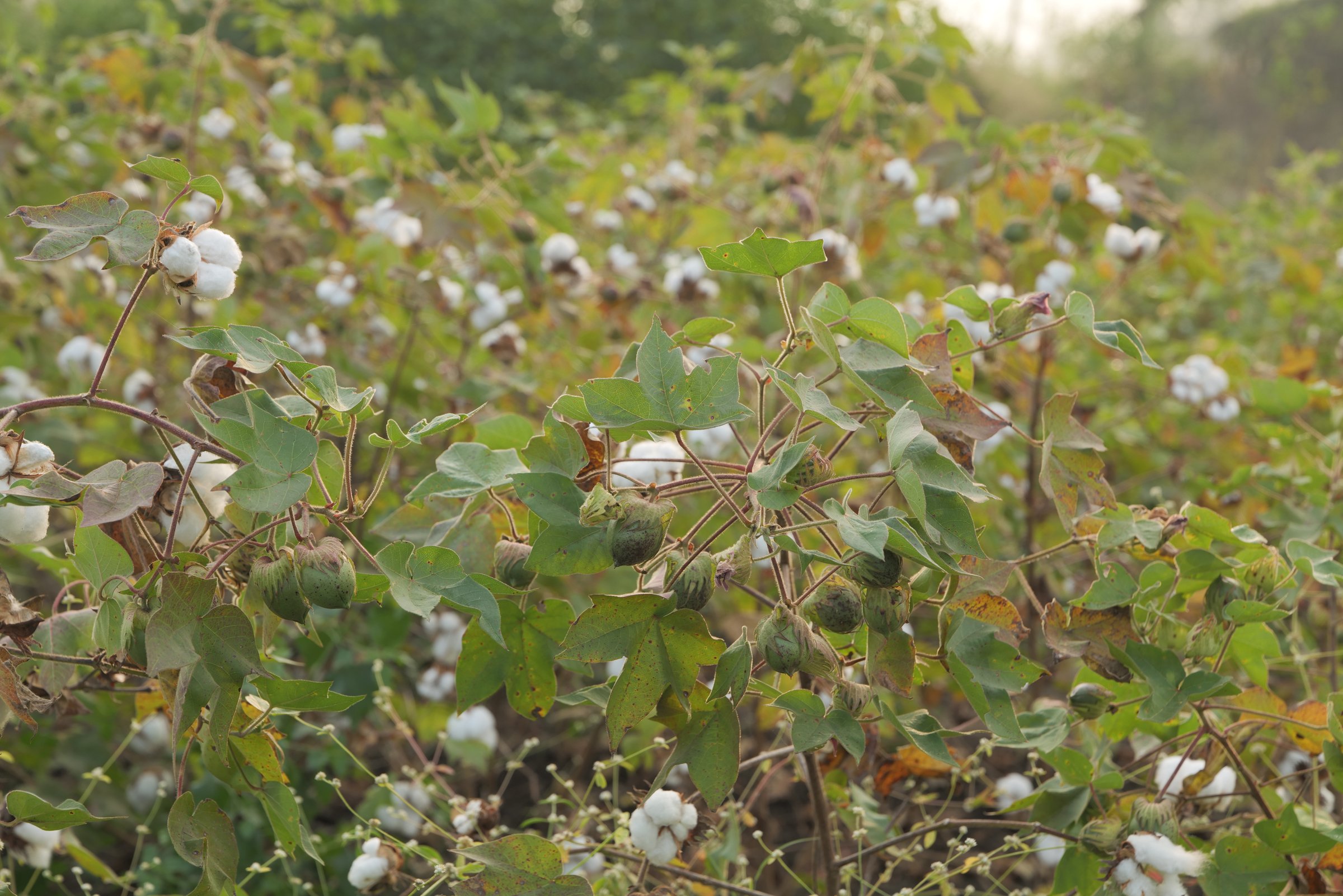 REEL Standards — CottonConnect