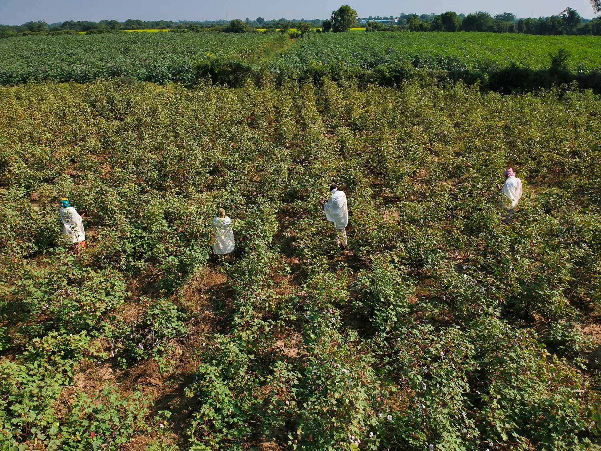 Our Services | Sustainable Cotton Solutions and Support — CottonConnect