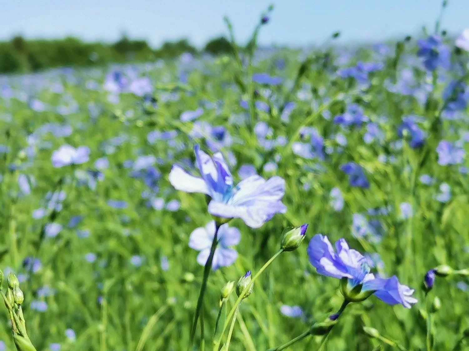 Sustainable Practices — CottonConnect