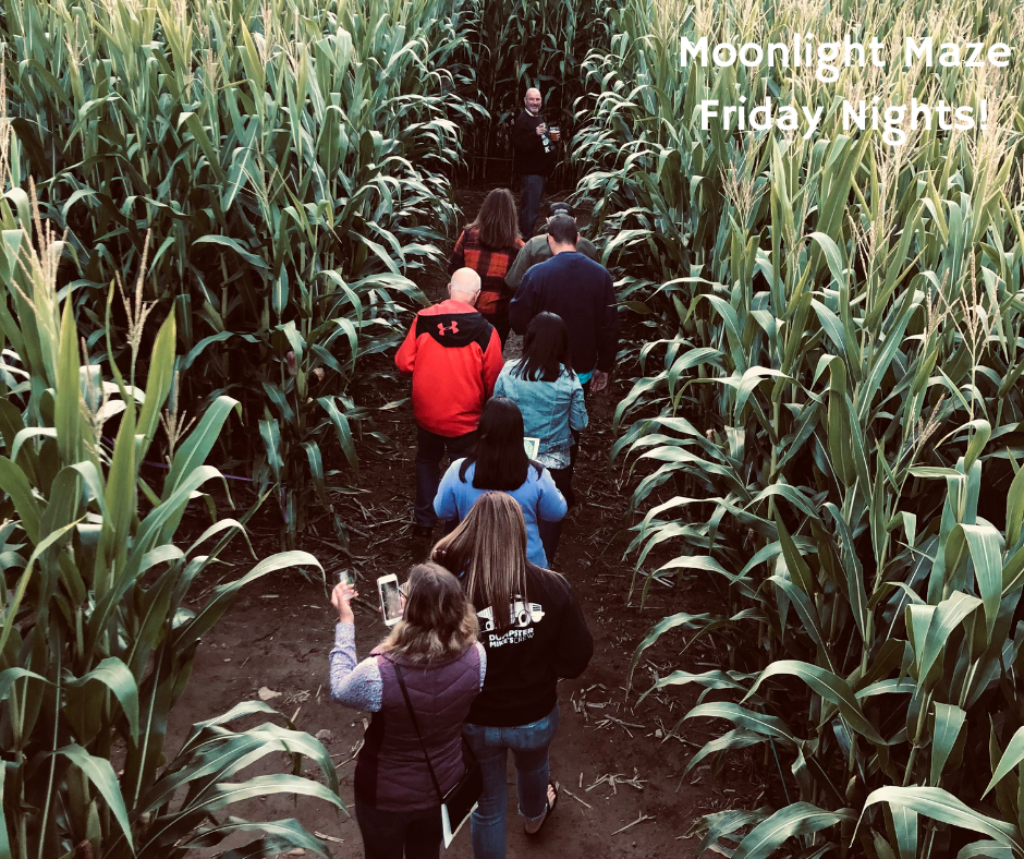 Moonlight Corn Maze | Long Acre Farms - Rochester NY
