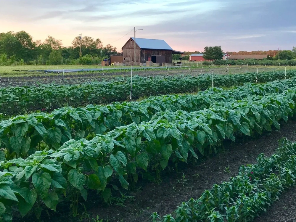 The Farm — Walking Bird Farm