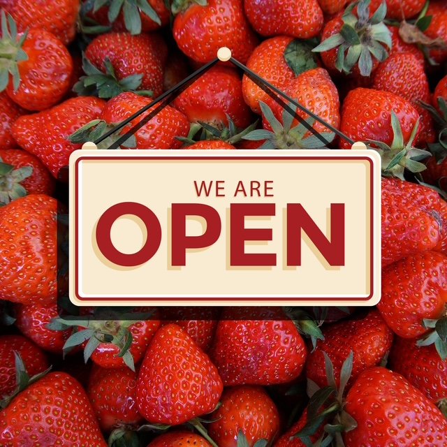 Strawberries OPEN — Walking Bird Farm