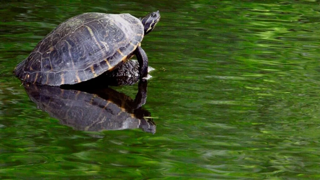 What We Do — Turtle Creek Association