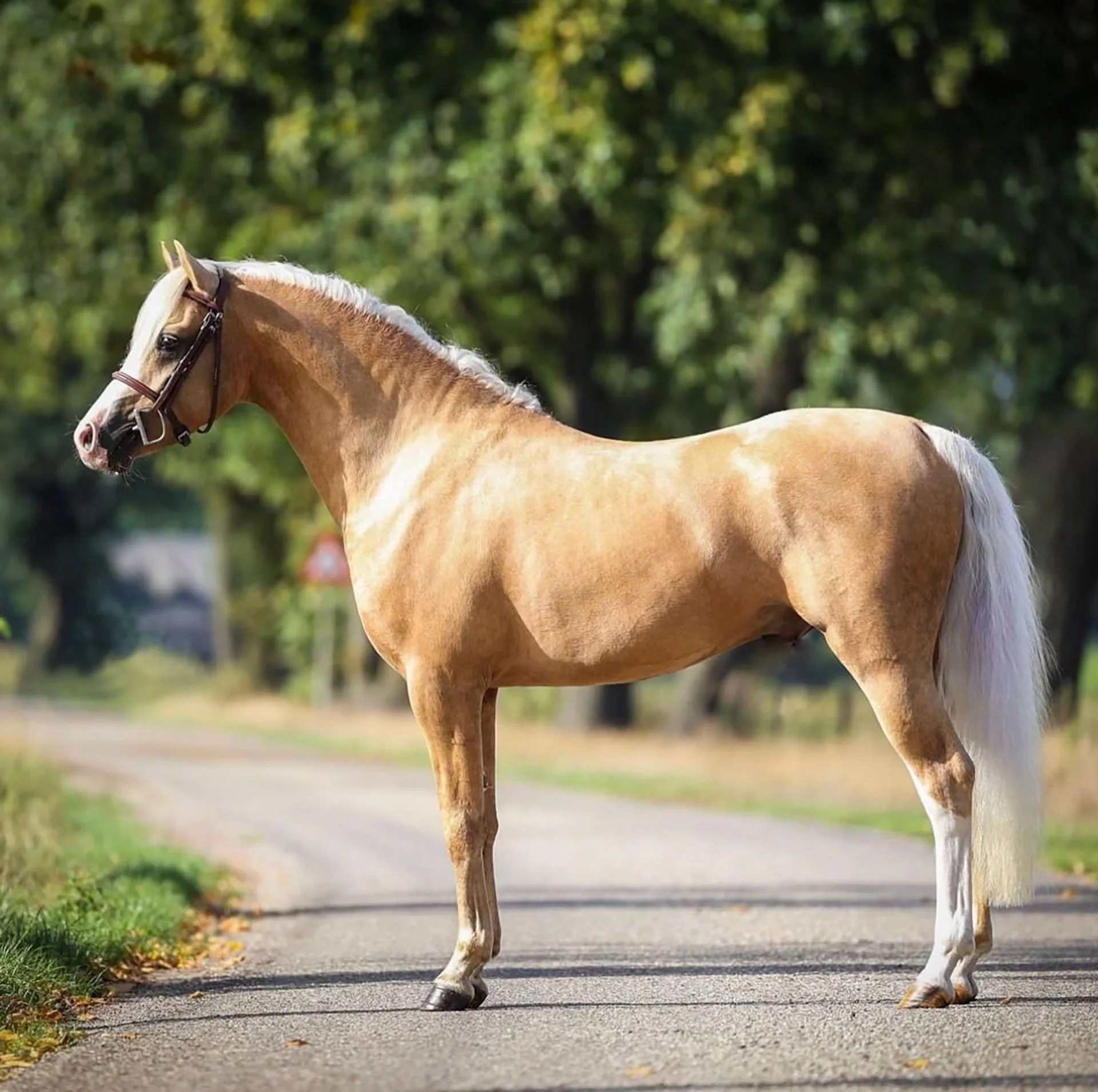 Royal T Sport Horse Breeding