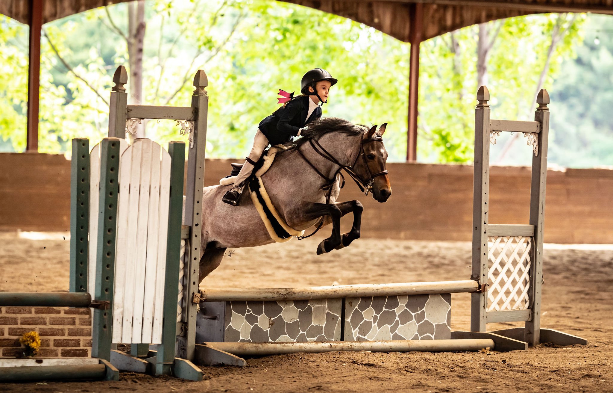 2025 Royal T Sport Horse at Trails End Farm Show Series