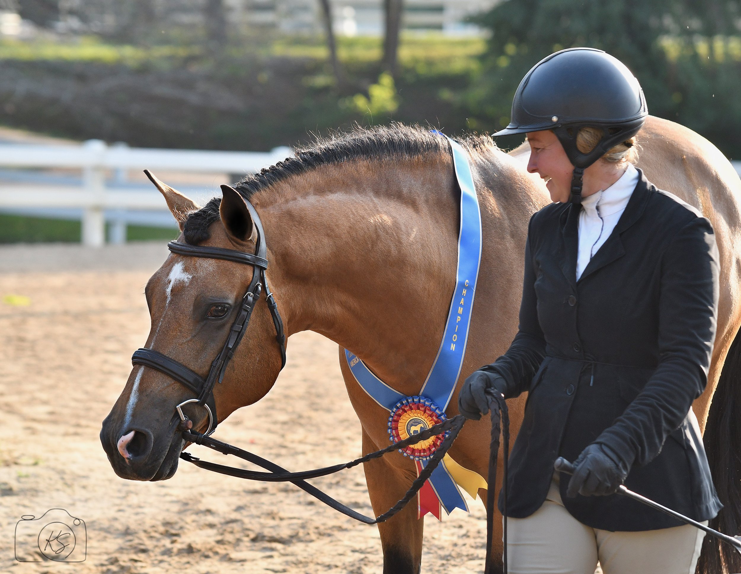 2025 Royal T Sport Horse at Trails End Farm Show Series