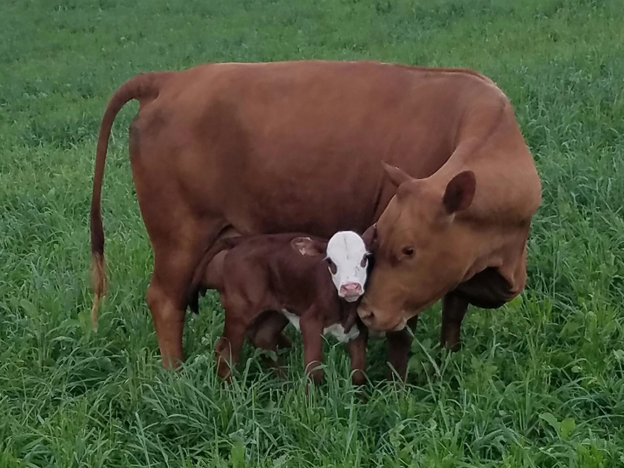 Products — Anderson Farms