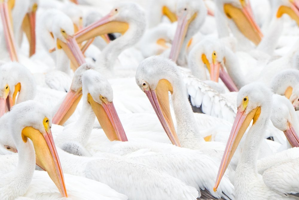 Wheeler Wildlife Refuge Association