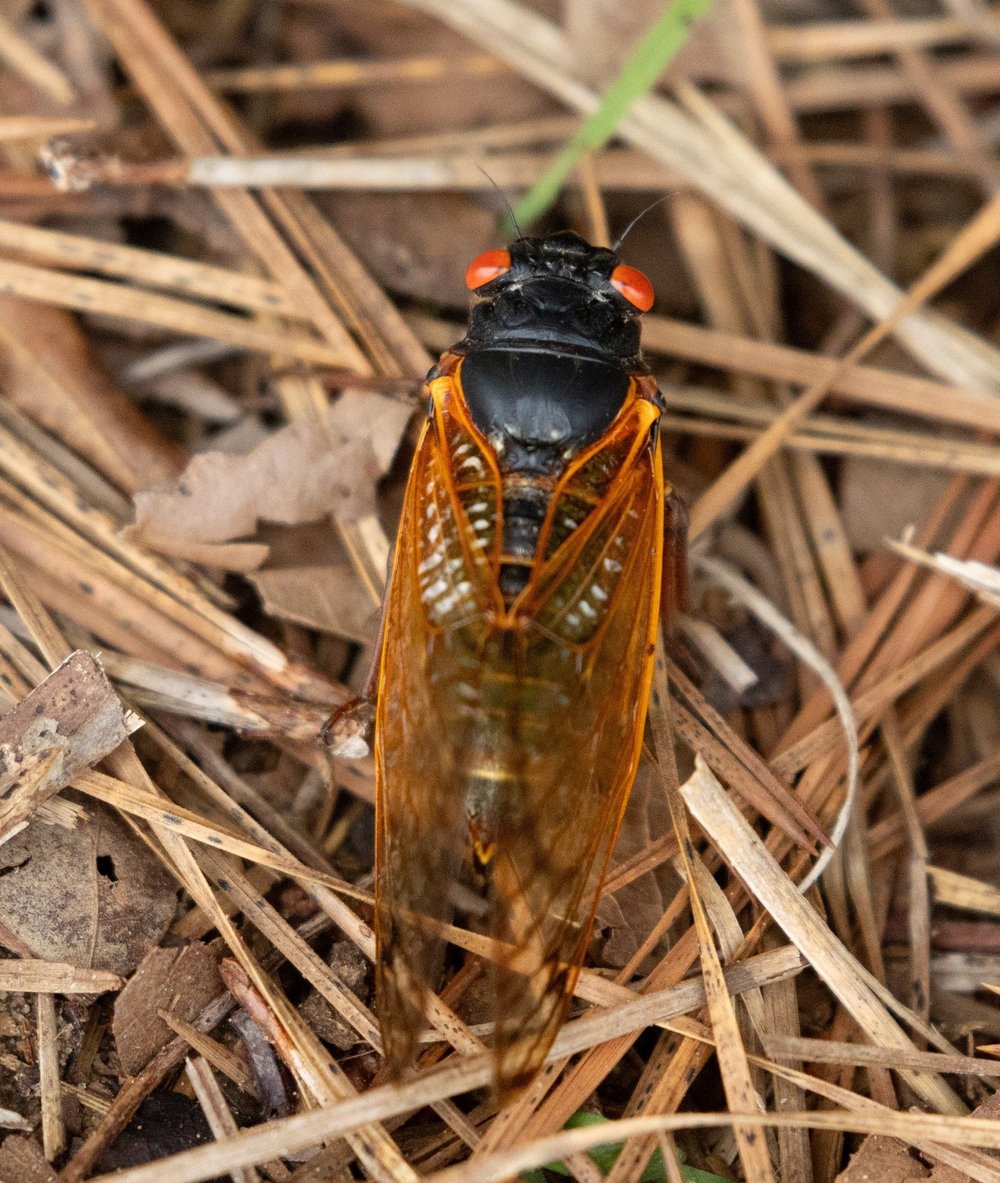 Cicada — Wheeler Wildlife Refuge Association