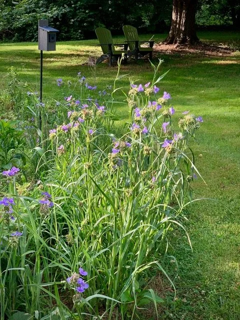 Spiderwort — Wheeler Wildlife Refuge Association