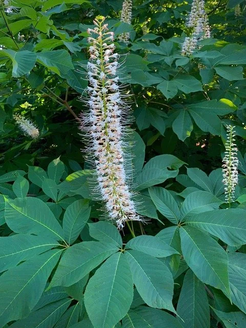 Bottlebrush Buckeye — Wheeler Wildlife Refuge Association